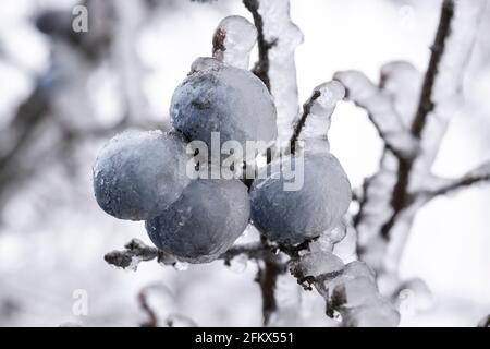 Sloe, Fruits After An Freezing Rain Stock Photo - Alamy