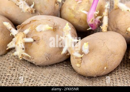 Potato, Potato Sprouting, Solanine Stock Photo - Alamy