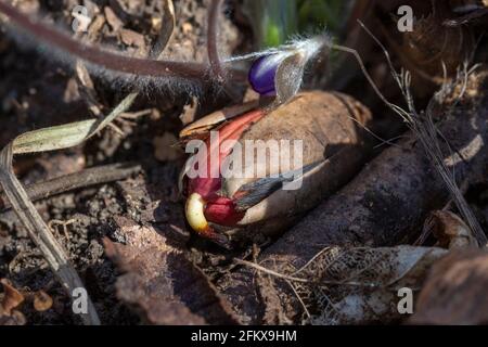 Oak, Germinating Acorns In Spring Stock Photo - Alamy
