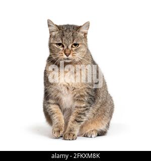 Domestic cat (Felis catus) sitting yawning on a wall, Mallorca ...