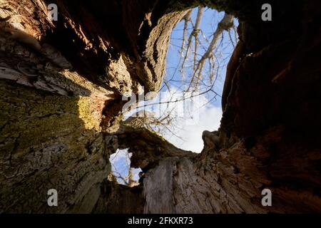 Poplar tree (Serotina de selys populus). Old monumental tree trunk from ...