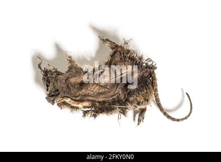 Dry dead rat in state of decomposition, isolated on white Stock Photo ...