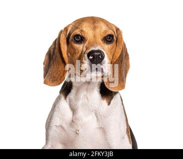 Beagle head isolated on a white background Stock Photo - Alamy
