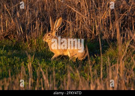 Long ears of Black-tailed Jackrabbit enable it to stay cool in hot ...
