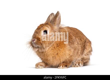 red rabbit isolated on white background Stock Photo - Alamy