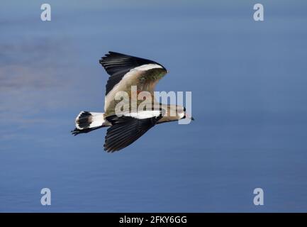 Birds Southern Lapwing flying at blue sky without clouds Stock Photo ...