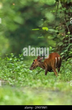 Red Muntjac (Muntiacus muntjak muntjak) adult female crossing track Way ...