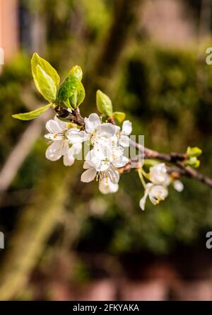 Spring blossom on a plum tree, Prunus domestica 'Burbank Giant Prune ...