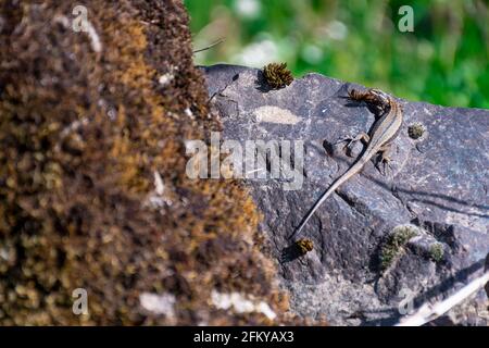 A selective focus shot of a lizard in its natural habitat Stock Photo ...