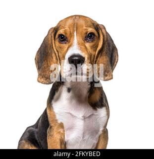 Adult beagle dog isolated on white background Stock Photo - Alamy