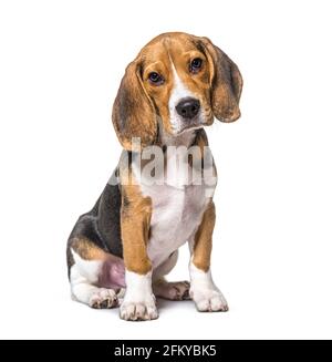 Young puppy three months old Beagles dog sitting, isolated Stock Photo ...