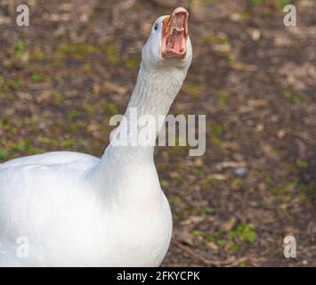 Close up of a goose with teeth showing Stock Photo - Alamy