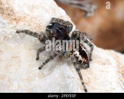 Macro, stones with dew, in morning bluish light Stock Photo - Alamy