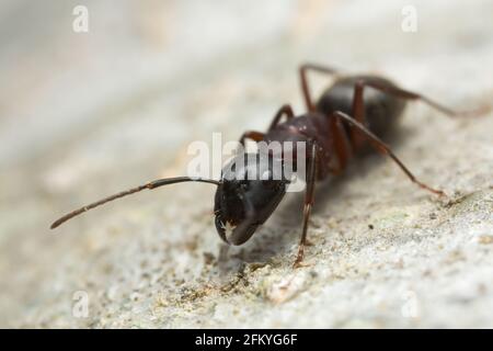 Carpenter ant Camponotus on wood Stock Photo - Alamy
