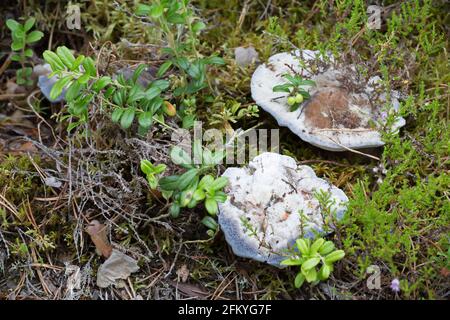 Blue Tooth (Hydnellum caeruleum Stock Photo - Alamy