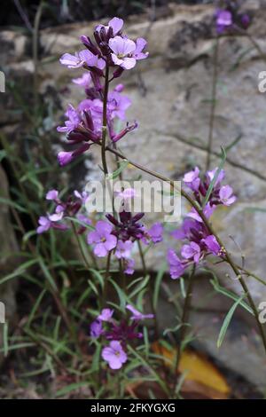 Erysimum bicolor (Hornem) Cheiranthus mutabile – original flowers from ...