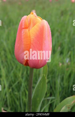 Orange Triumph tulips (Tulipa) Salmon Pearl bloom in a garden in April ...