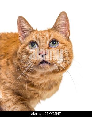 Close-up on a very old ginger cat with lentigo on noise and lips Stock ...