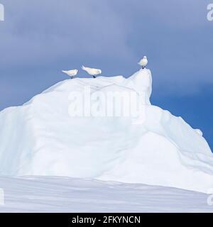 Three ivory gulls (Pagophila eburnea / Larus eburneus) on ice floe ...