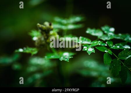French Meadow Rue (Columbine Meadow Rue) with water drops in the forest ...