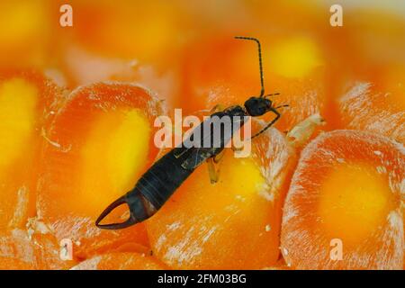 an earwig predator on a translucent corn background Stock Photo - Alamy