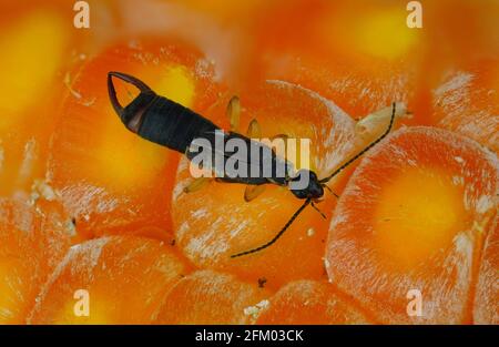 an earwig predator on a translucent corn background Stock Photo - Alamy