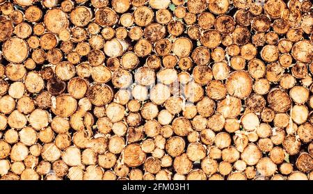 Round teak wood stump. Round teak woods trees circle stumps cutted ...