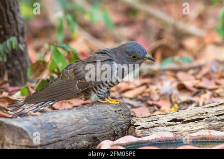 Beautiful of smallest Cuckoo bird and very rare , Indian Cuckoo ...
