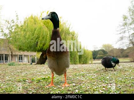 York university campus duck named Long Boi who went viral due to his ...