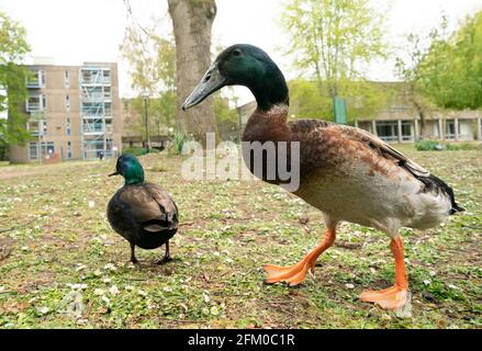 York university campus duck named Long Boi (right) who went viral due ...