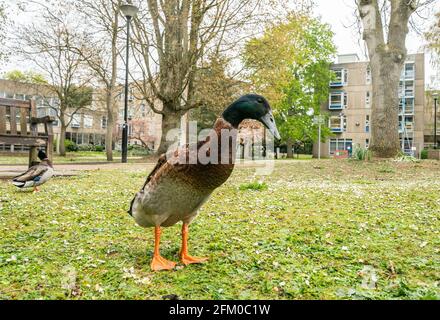 York university campus duck named Long Boi (right) who went viral due ...