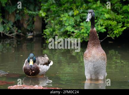 York university campus duck named Long Boi (right) who went viral due ...