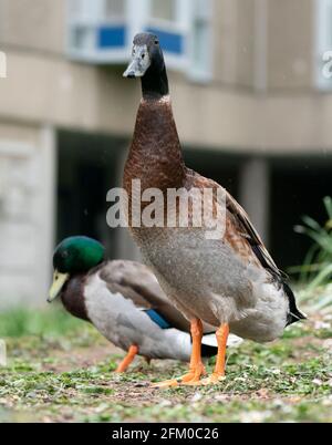 York university campus duck named Long Boi (right) who went viral due ...