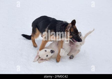 Labrador Retriever and German Shepherd Dog Stock Photo - Alamy
