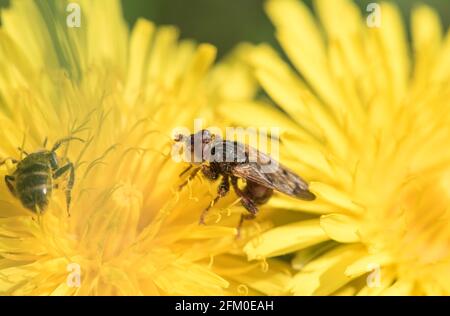 A Conopid fly, the widespread and common Ferruginous Bee-Grabber (Sicus ...