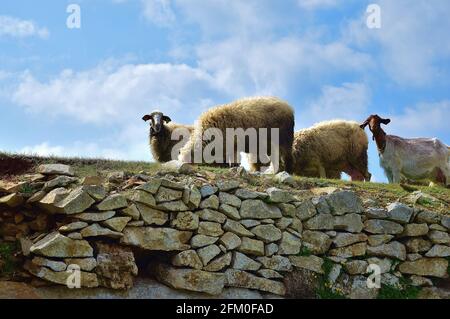 ZURRIEQ, MALTA - Mar 14, 2015: A flock of sheep and goats grazing on ...