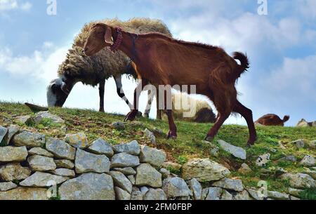 dairy sheep pasture 14 Stock Photo - Alamy
