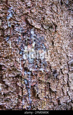 Vertical closeup shot of a sap on a thick rough tree trunk in the ...