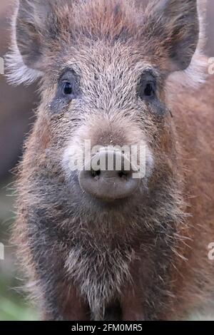 Wild Boar (Sus scrofa). Portrait of male, yawning. Germany Stock Photo ...