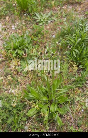 Closeup of a fresh narrow-leaf plantain, Plantago lanceolata. A view of ...