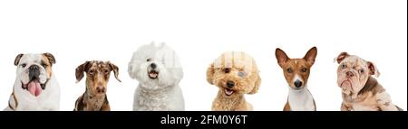 six cute puppy dogs of different breeds standing together on white ...