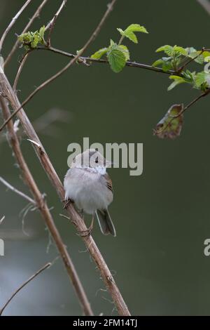 Common Whitethroat (Sylvia communi Stock Photo - Alamy