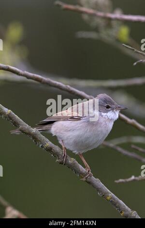 Common Whitethroat (Sylvia communi Stock Photo - Alamy