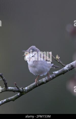 Common Whitethroat (Sylvia communi Stock Photo - Alamy