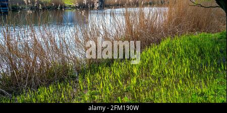 Field with young Common reed plants (Phragmites australis Stock Photo ...