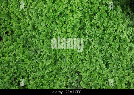 Golden Club Moss (Selaginella kraussiana 'Aurea' Stock Photo - Alamy
