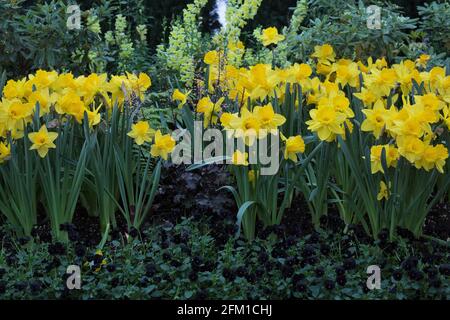 Daffodil 'Marieke' and viola 'black delight' together in a flower bed ...