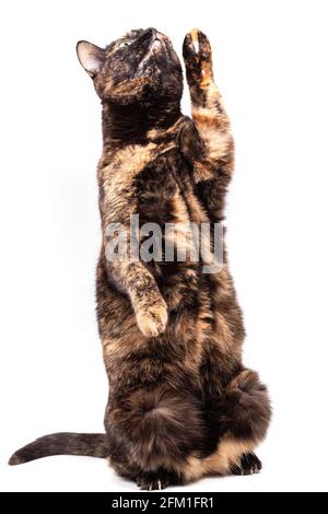 A mottled tortoiseshell cat sits comically on its hind legs and raises ...