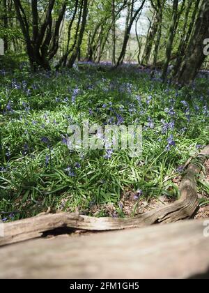 Hucking, Kent, UK. 5th May 2021. UK Weather: bluebells in the ancient ...