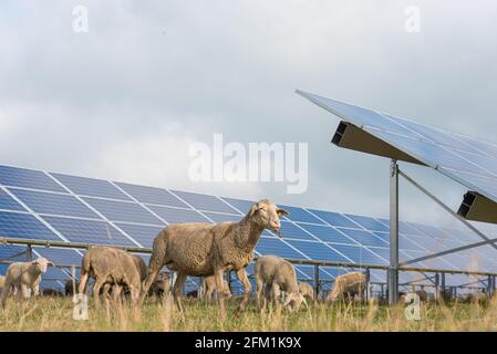 many solar power panels with grazing sheeps - photovoltaic system Stock ...